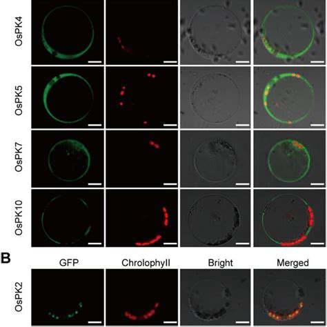 Subcellular Localization Of Pks In Rice A Transient Expression Of