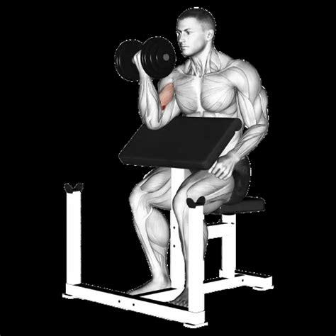 Dumbbell Concentration Curl Guide Muscles Worked Tips Athlemove