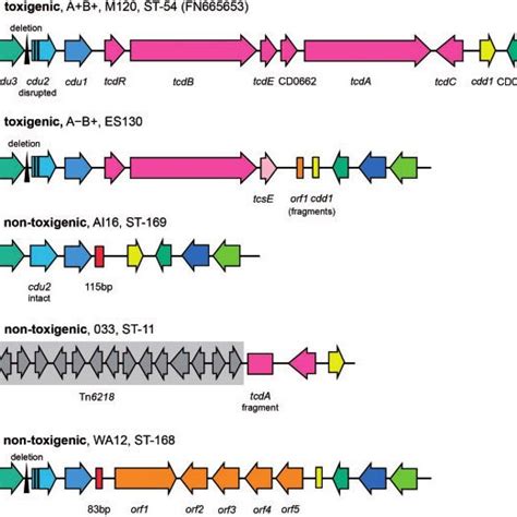 Pdf The Complexity And Diversity Of The Pathogenicity Locus In Clostridium Difficile Clade 5