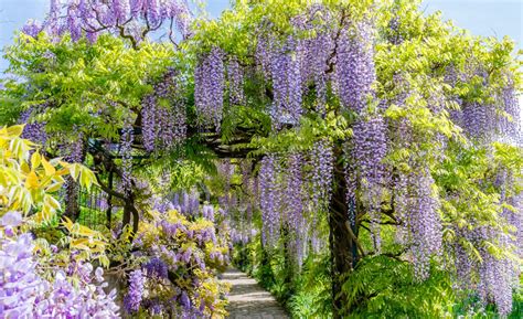 Wisteria Hello Hello Plants And Garden Supplies