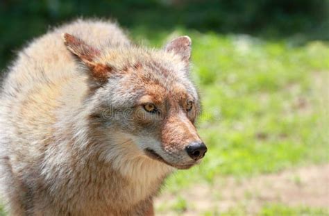 Kojot zdjęcie stock. Obraz złożonej z ssak, władza, zima - 22035946