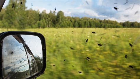 El Dengue También Viaja A Mar Del Plata Por La Ruta 2 Infobae