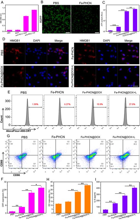 Nanobody Binding Activity Cellular O2 Production And Icd Induction Of