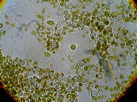 Help In Microalgae Identification Researchgate