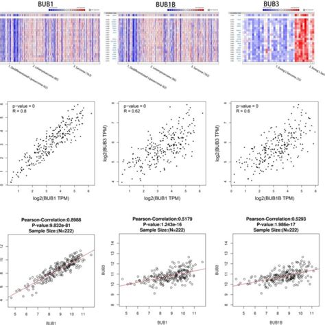 Co Expressed Genes Of Bubs Correlations Between Bubs Oncomine Gepia Download Scientific