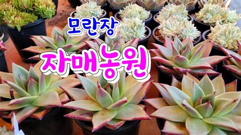 경기 성남 전통시장 모란장 자매농원 다육식물 4일 9일 장입니다다육이 구경오세요 Youtube