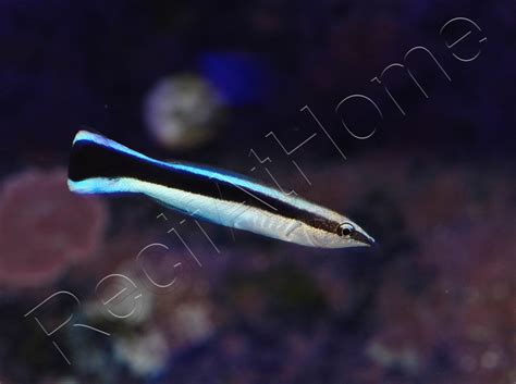 Labroides Dimidiatus 5 7 Cm