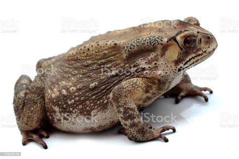 Macro Closeup Thai Toadfront Viewthailand Big Bony Headed Toad Or