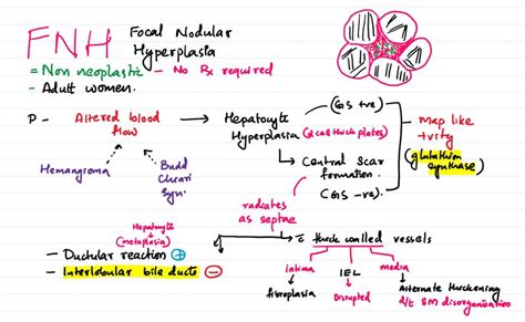 Fibronodular Hyperplasia R Pathologyflashcards