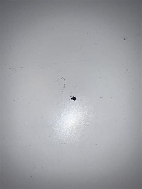 Bug Id Request Rwhatsthisbug