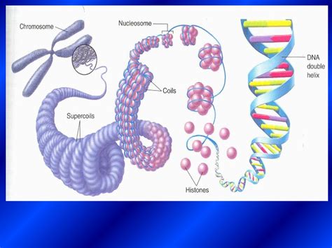Dna Replication Ppt Download