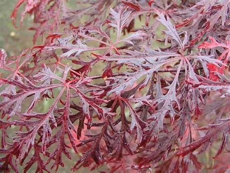 Клен дланевидный "Dissectum Garnet" (Диссектум Гарнет): купить саженцы ...