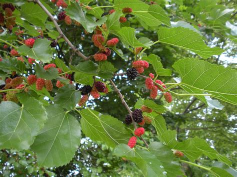 White Mulberry Vs Red Mulberry Identification Walter Reeves The