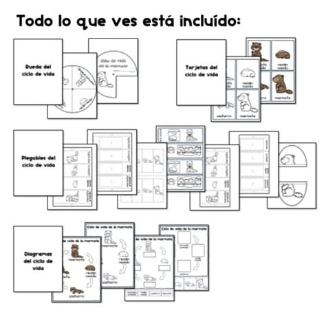 Actividades Del Ciclo De Vida De La Marmota Groundhog Life Cycle