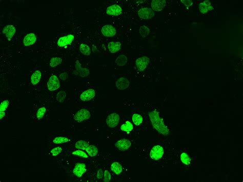 Anti Hnf4a Antibody Rabbit Pab 201893 T42 Sino Biological
