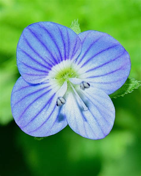La Nature Fleur Fleurs Photo Gratuite Sur Pixabay Pixabay