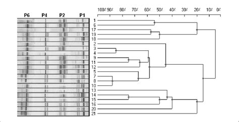 dendrogram constructed with upgma clustering of band data using four