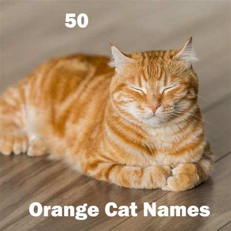 50 Orange Cat Names Name Ideas For Your Orange Cat Orange Tabby Cats Cat Urine Cat Breeds