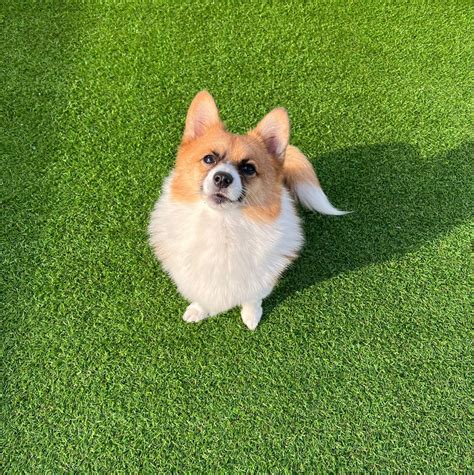 폼시코기 바다 강아지 책임분양 ♥분양완료 아이조아통합요양센터 강아지입양 고양이입양 유기견입양센터