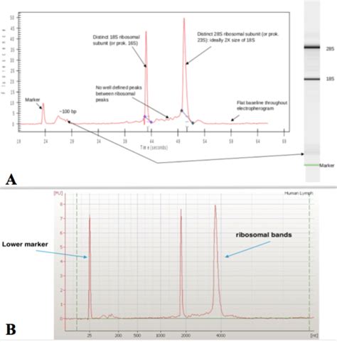 2 Intact Total Rna Sample Displayed After Analysis With Bioanalyzer