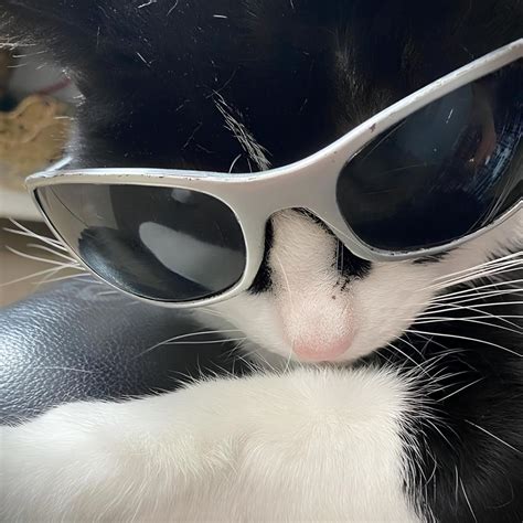 Pin By Artemis On Anime Demon Cat Profile Cat Icon Pretty Cats