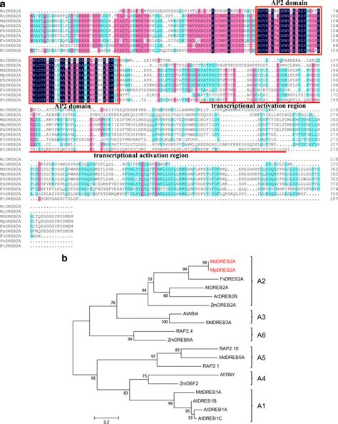 sequence alignment and phylogenetic tree analysis of dreb2a a