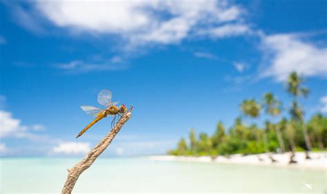 Insect Migration Part 1 Buglife Blog Buglife