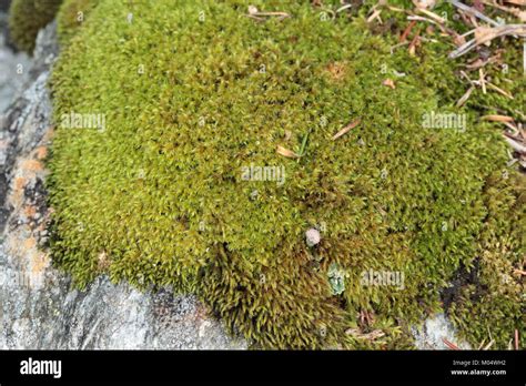 Bucklandiella Microcarpa Is A Species Of Moss The Reference May