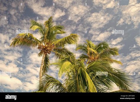 Tropical Palm In Summer Tropical Palm In Summer Nature Tropical Palm