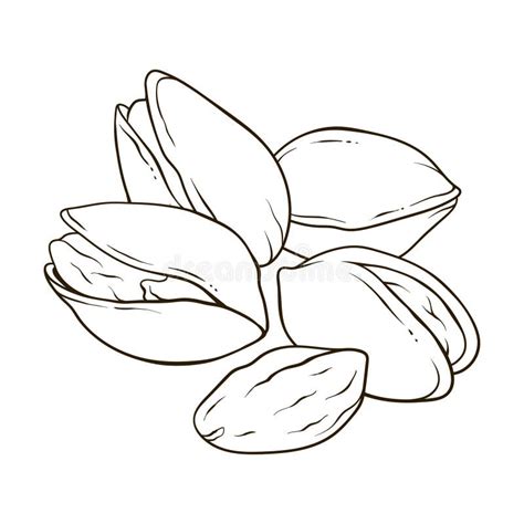 pistachios nuts in shell and kernels hand drawn vector food