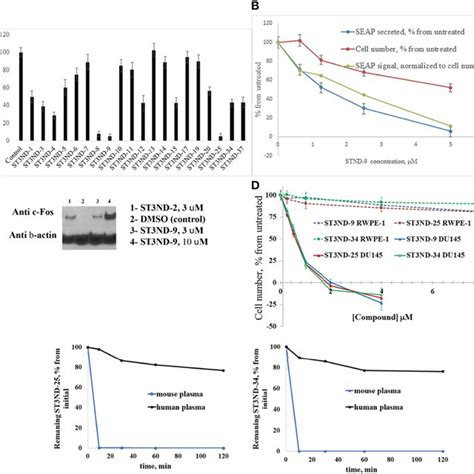 structure based development of stat3 n domain inhibitors a