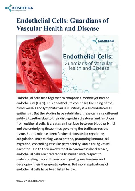 Ppt Endothelial Cells Guardians Of Vascular Health And Disease