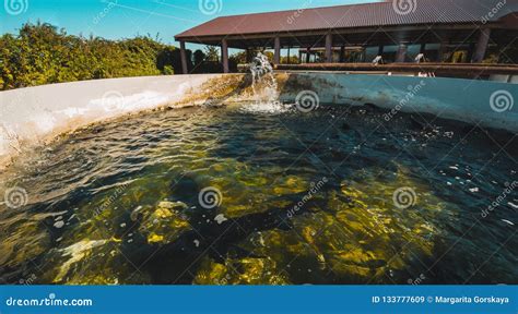 Interior Of A Fish Processing Factory Female Workers Packing Filleted