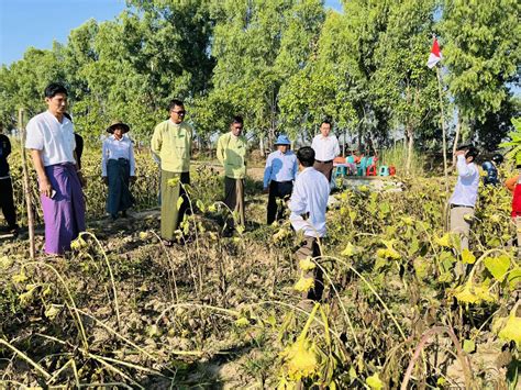 ဟင်္သာတမြို့နယ်တွင် ဆောင်းသီးနှံနေကြာ စပ်မျိုးရေဆင်း ၁ စံကွက် ရိတ်သိမ်းပွဲ ကျင်းပ Information