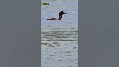 Youtube Loon Sounds