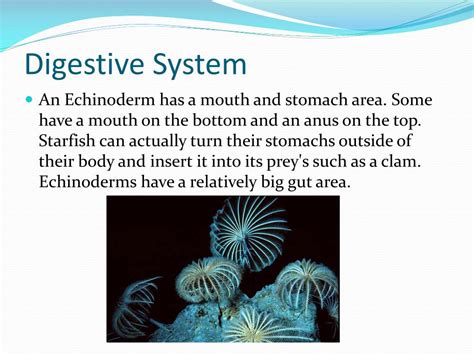 Ppt Echinodermata Powerpoint Presentation Free Download Id 2097402
