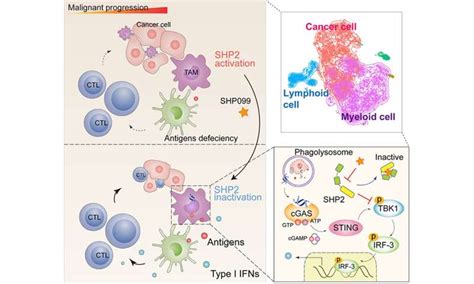 Allosteric Inhibition Reveals Shp2 Mediated Tumor Immunosuppression In