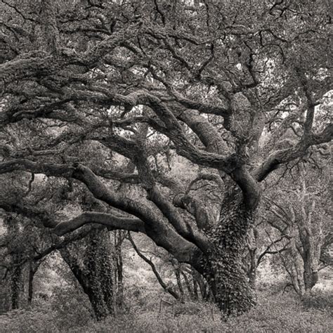 Brainstorming Trees by Gonçalo Martins 2013 Black White Edition Photographies Artsper