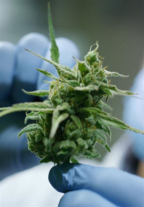 Logfile Feature Tests On Cannabis Flower Logfile Feature Tests On Cannabis Flower