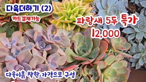 다육더하기2 깜짝 놀랄 가격 오늘의 특가 파랑새 군생 핑크플로라 군생 특가 짧은잎적성 8천원 다육이 배합토 Youtube