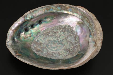 Ruffled Giant Clam Abalone Shell Nautilus And Fossil Coral Specimens Ebth