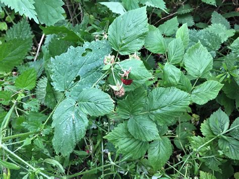 Wild Raspberry Plants