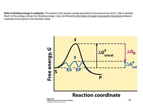 Ppt Km Vmax Kcat Powerpoint Presentation Free Download Id 3206146