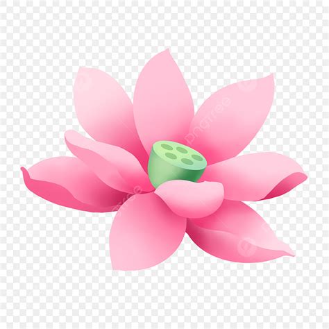연꽃 일러스트 꽃 여름 연못 식물 Png 일러스트 및 Psd 이미지 무료 다운로드 Pngtree