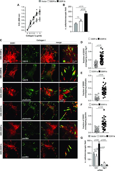 Ddr1b Enhances Cell Migration On Collagen I And Localizes To Focal