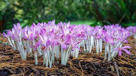 უცუნა Colchicum Agronews Ge
