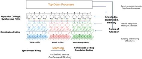 Overview Of Binding Mechanisms In Perception At Different Hierarchical Download Scientific