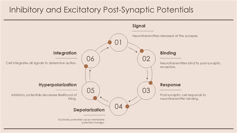 Inhibitory And Excitatory Post Synaptic Potentials Ppt Mockup Acp Ppt Powerpoint