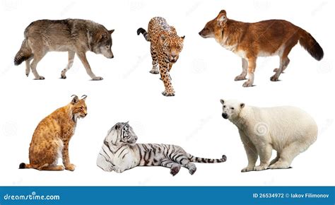 Carnivora