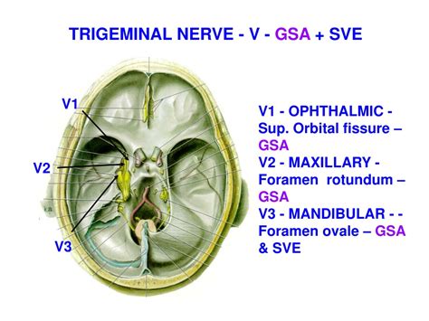 Ppt All Branches Of Trigeminal Nerve Are Listed In Handoout Reference Handout Trigeminal
